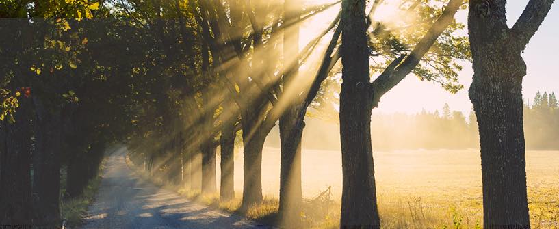 The Church Triumphant — SDA Journal